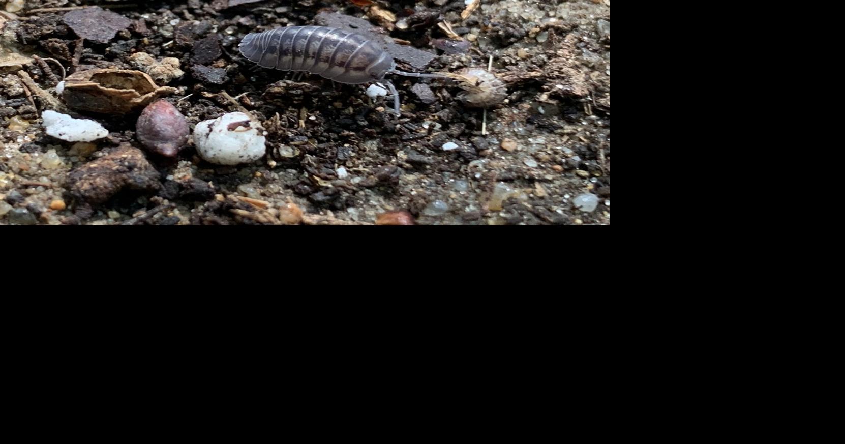 Master Gardener: Roly-polies are cute but damaging to young garden plants