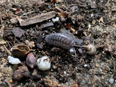 Master Gardener: Roly-polies are cute but damaging to young garden plants
