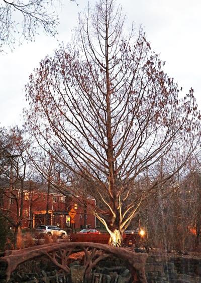 Wilson Park Home to Largest Dawn Redwood Tree in Arkansas | Local News ...