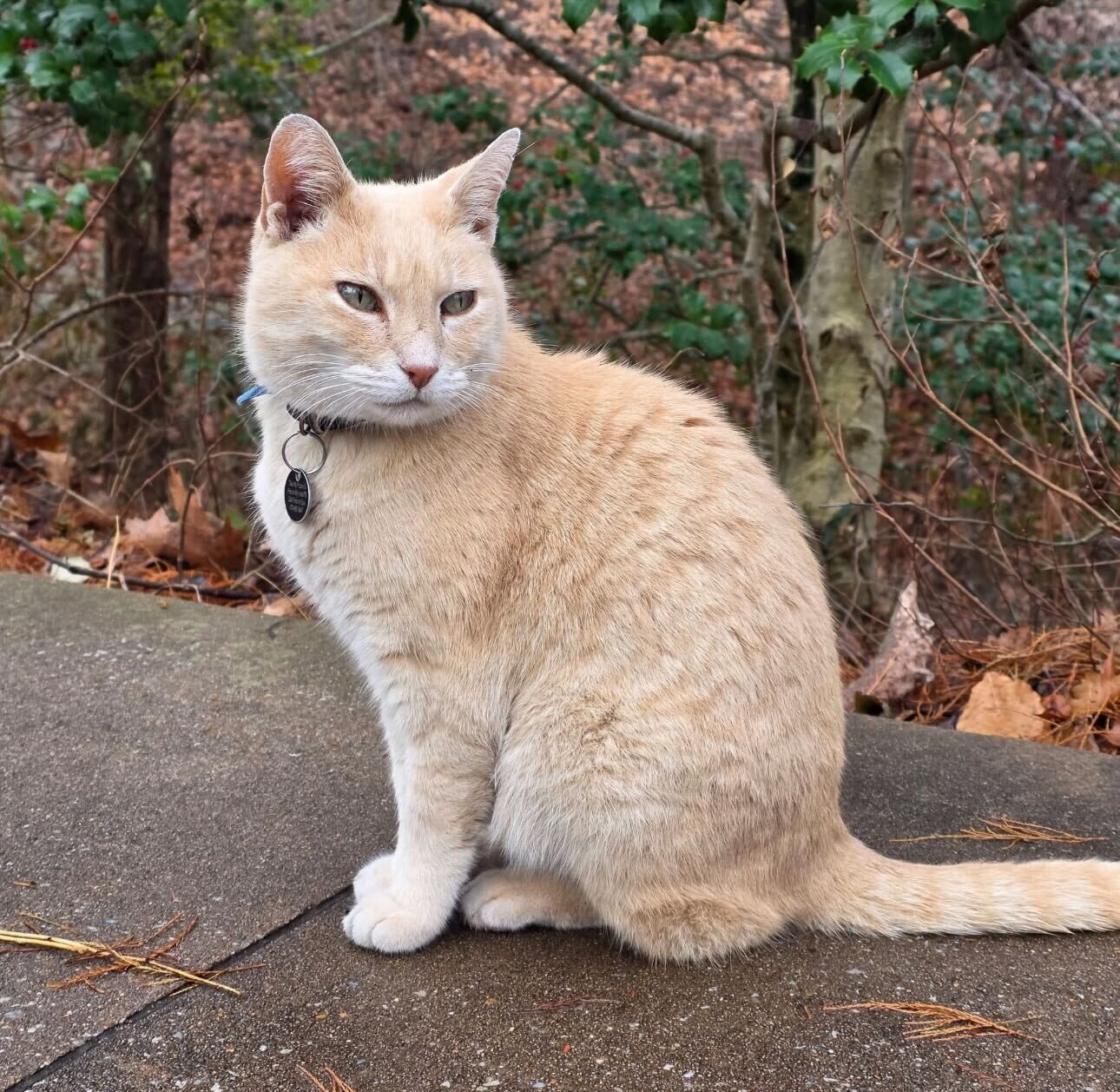 Famous Hamish cat, Crystal Bridges Museum of American Art | Lifestyles ...