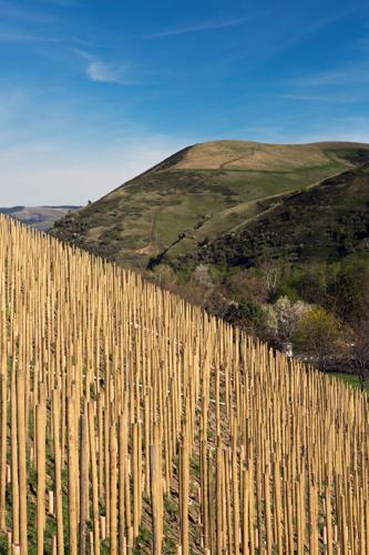 Tertulia Cellars Carves out Unusual Vineyard | Lifestyles | union ...