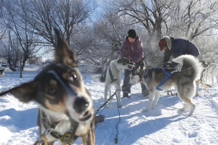 Dogsledding: Art in chaos | | union-bulletin.com