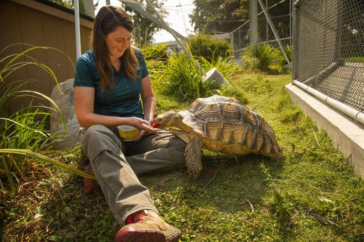 Nick the tortoise soon to celebrate his one-year anniversary at Pioneer ...