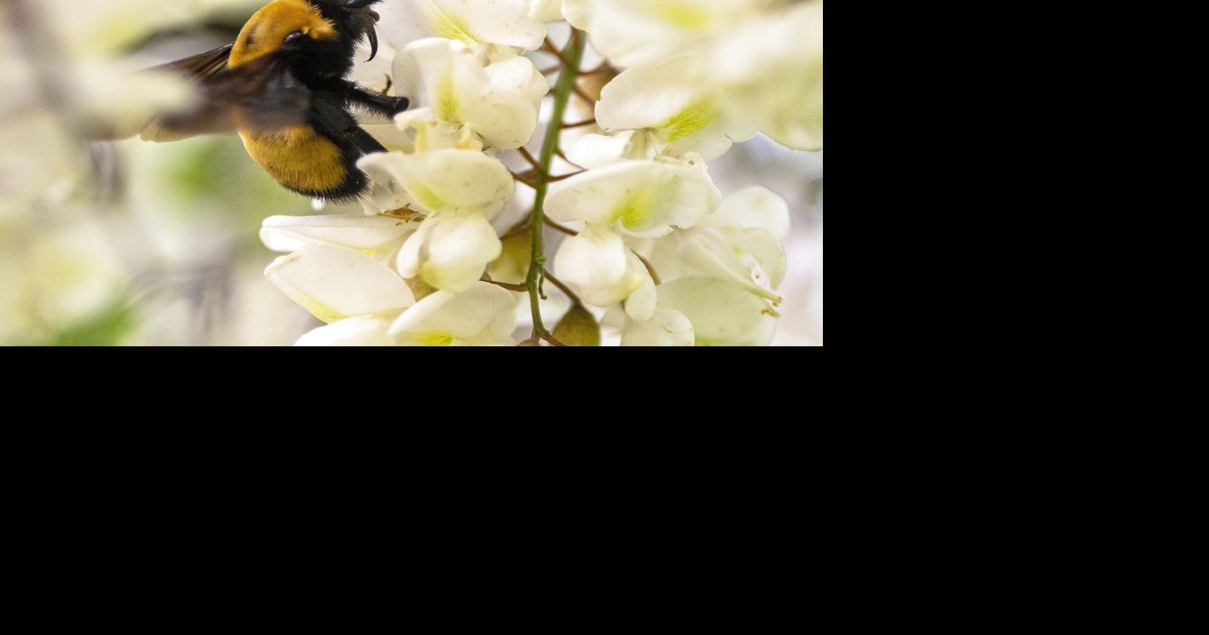 Bumblebee love | | union-bulletin.com