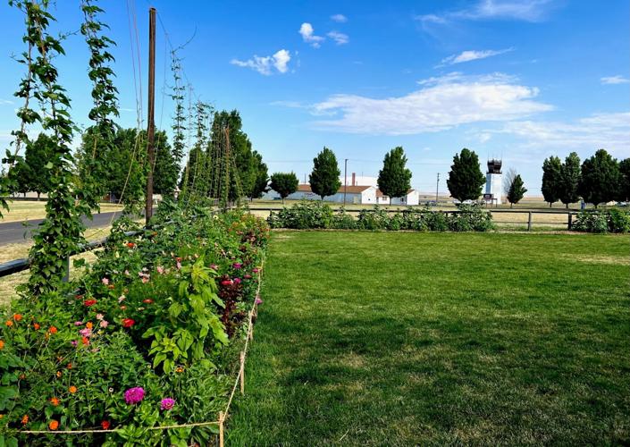 Look for these colorful flowers during the summer in Walla Walla ...