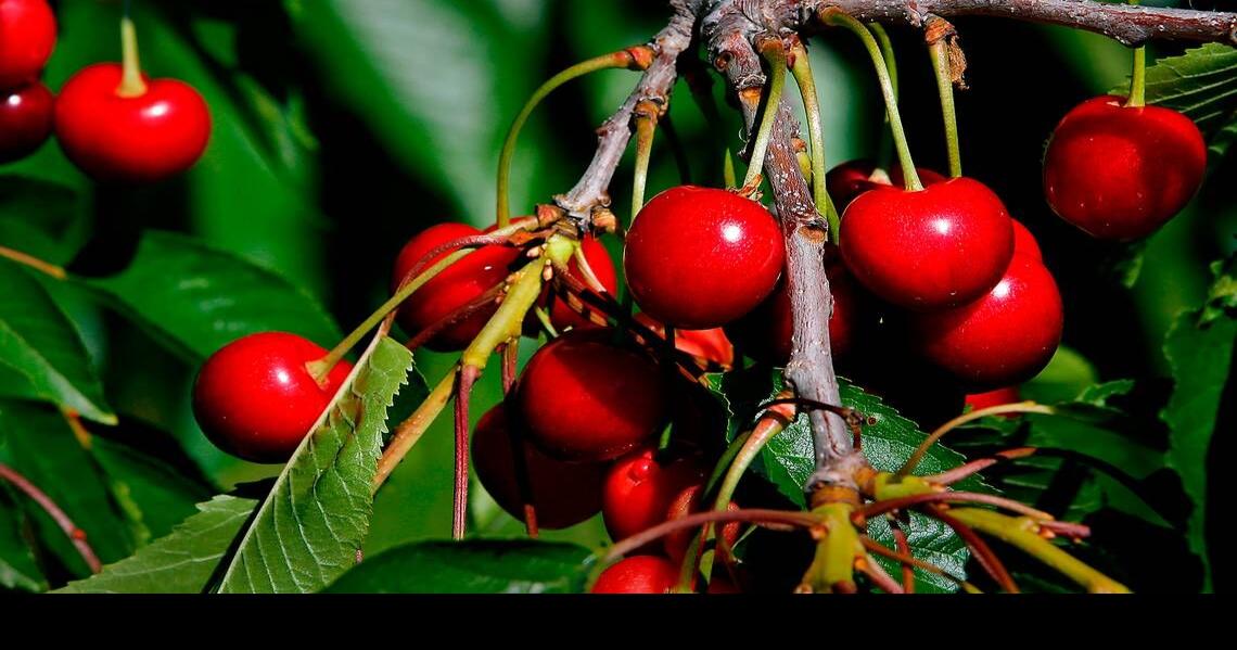 Washington cherry farmers scrambling after late season rain | Northwest ...