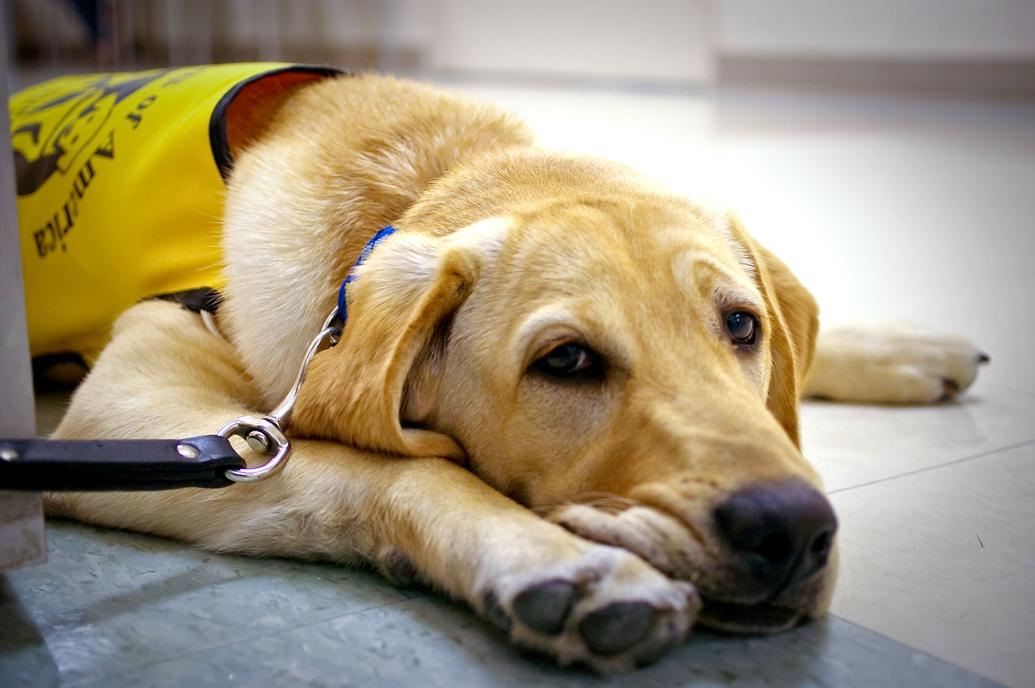 Training a guide dog an extensive process | A Different View | union ...