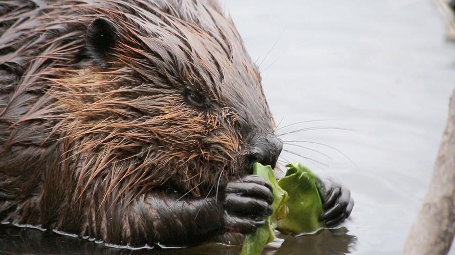 Filmmaker finds hope in charismatic tree chompers | Arts And ...