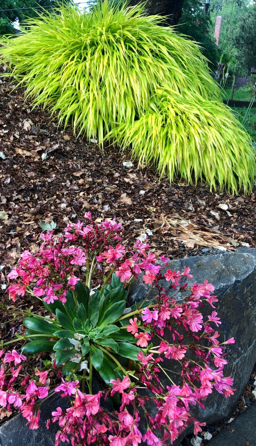 Kunda Flower Plant Care | Best Flower Site