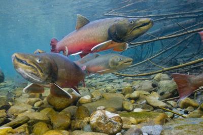 Get to know your native salmonid species of fish | Dry Creek | union ...