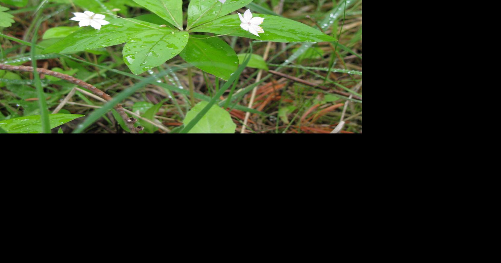 Free Botany in the Blues field trip set for July 19 | Local | union ...