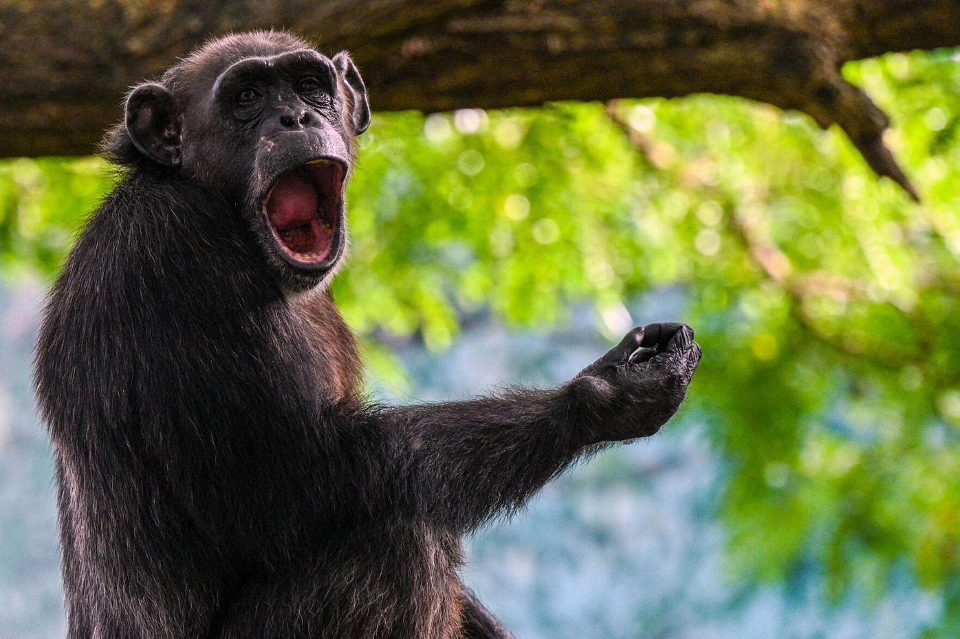 can chimpanzees think