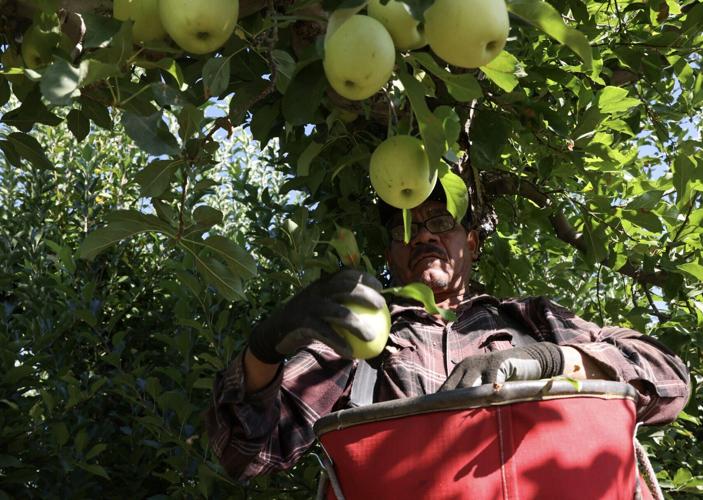 Too many apples? Overproduction worries cast cloud over WA harvest ...