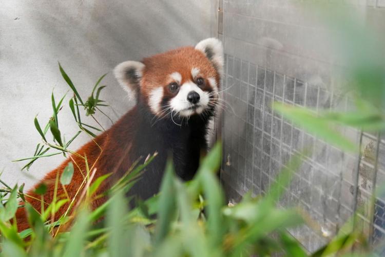 Taipei Zoo welcomes a pair of red pandas from China, first in over a ...