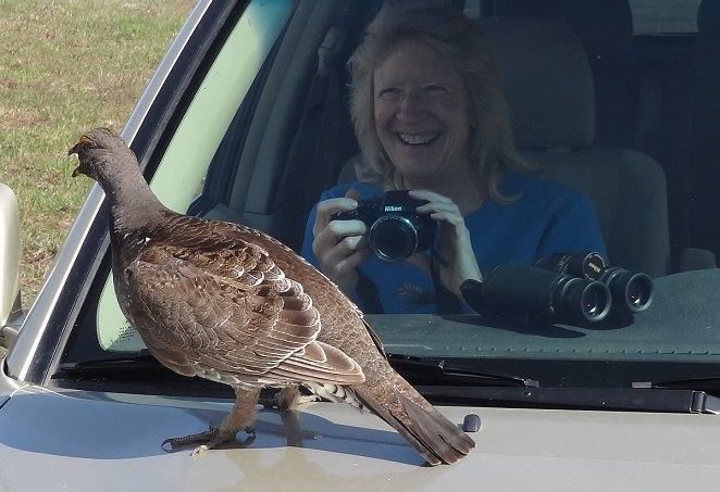 Attack of the angry male dusky grouse | Local Columnists | union ...