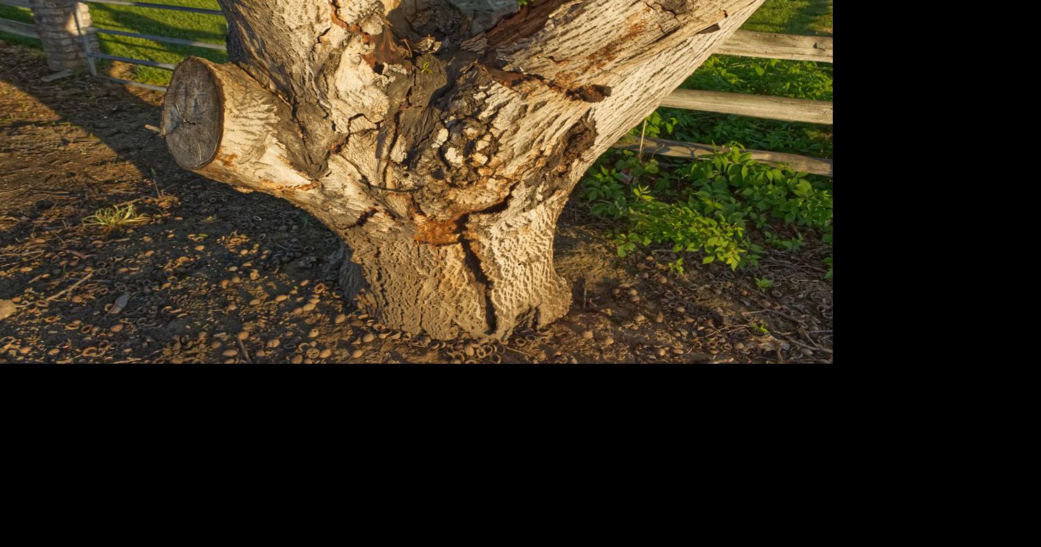 walnut tree bark