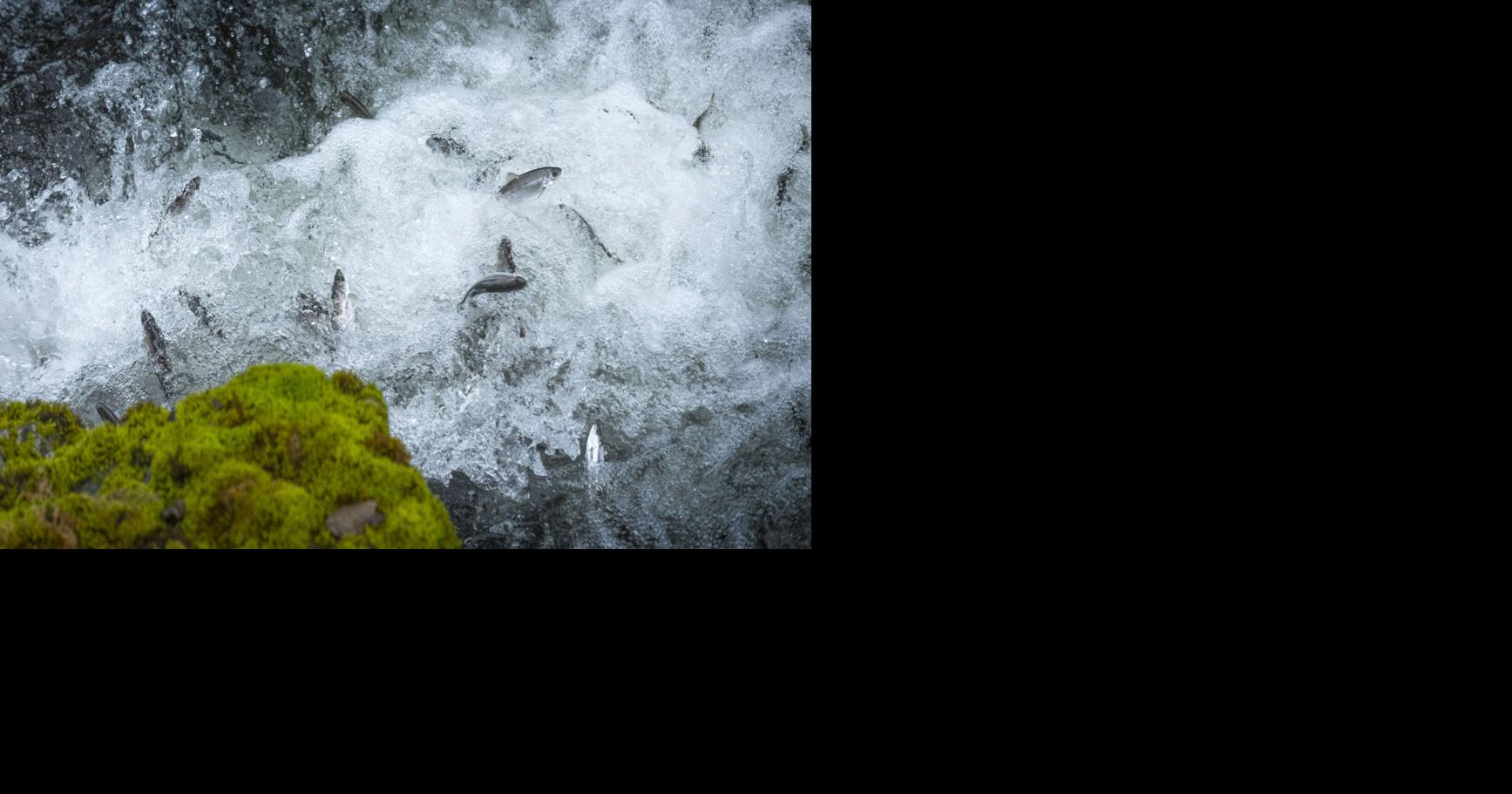 CTUIR smolt release part of broader effort to return salmon to Walla ...