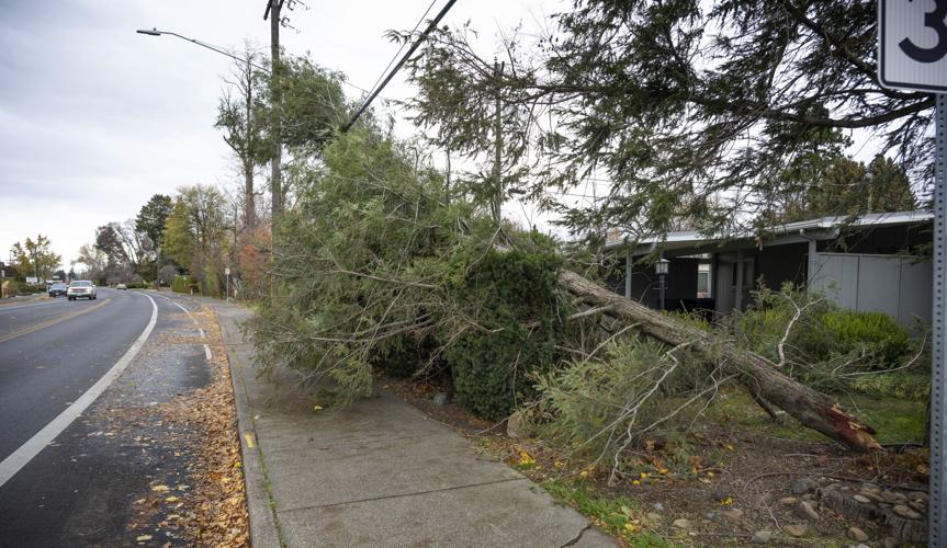 Stong windstorm leaves downed trees, powerlines in its wake in Walla ...