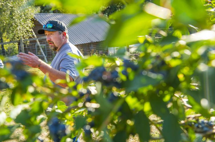 Deep roots: Klicker Christmas tree, blueberry farm recognized for 131 ...