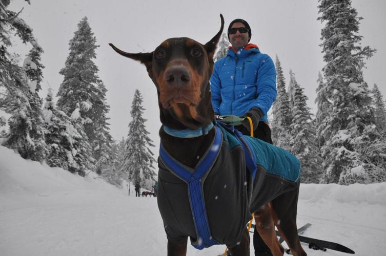 Skijoring combines skiing and dogs | | union-bulletin.com