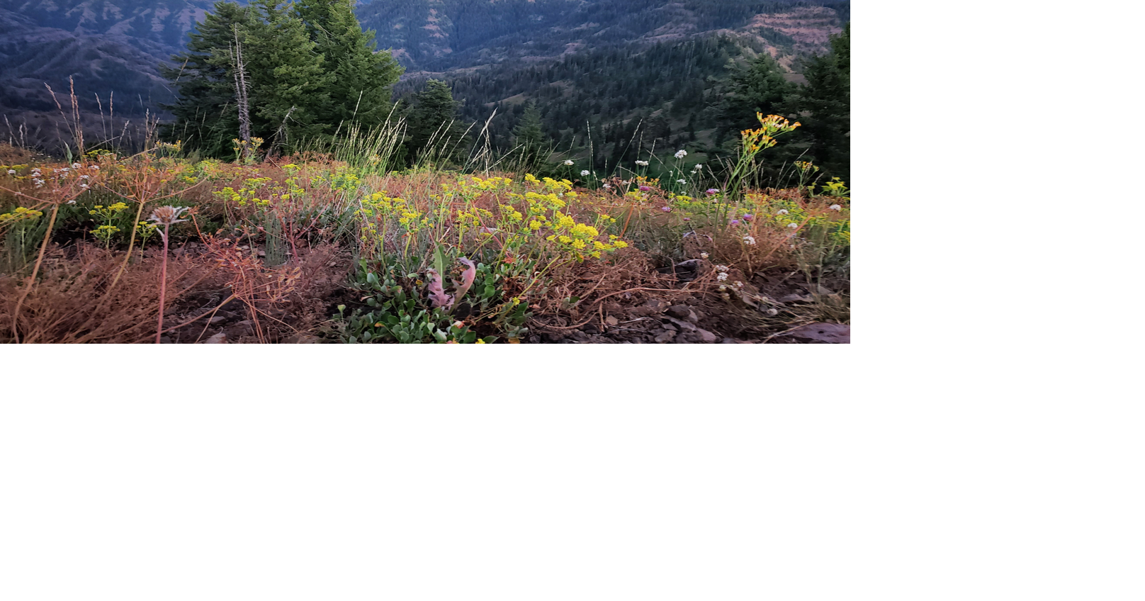 Ten months after fires, last Pomeroy Ranger District roads reopen ...