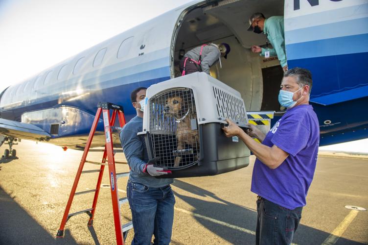 Walla Walla to the rescue: Hawaii shelter pets land for adoption | News ...