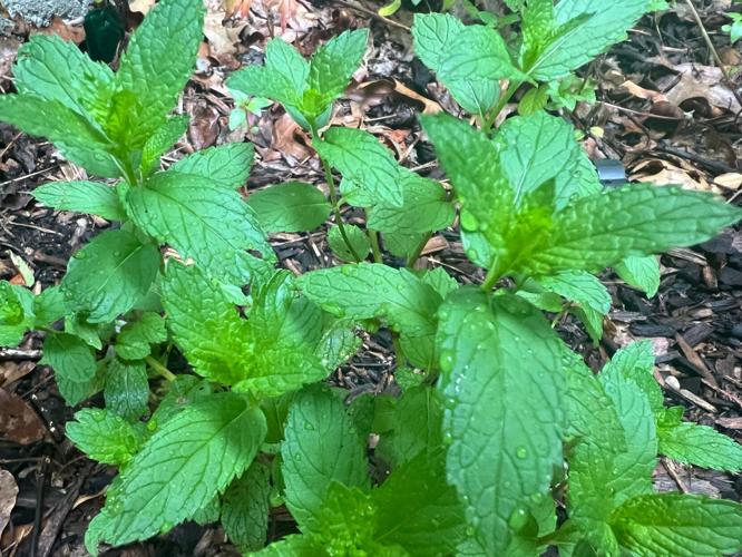 A soothing cup of herbal tea can begin in your garden | National ...