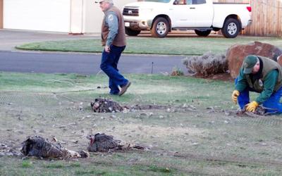 Terrorizing turkey gang rounded up in Walla Walla | Outdoor Recreation ...