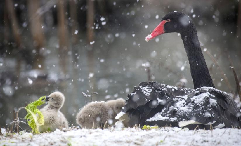 Greg Lehman talks shop about the subject, and framing, in your ...