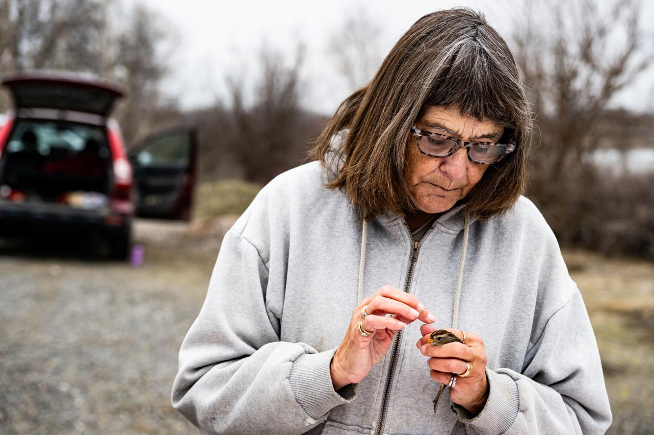 Winter Birds event examines small feathered inhabitants of natural ...