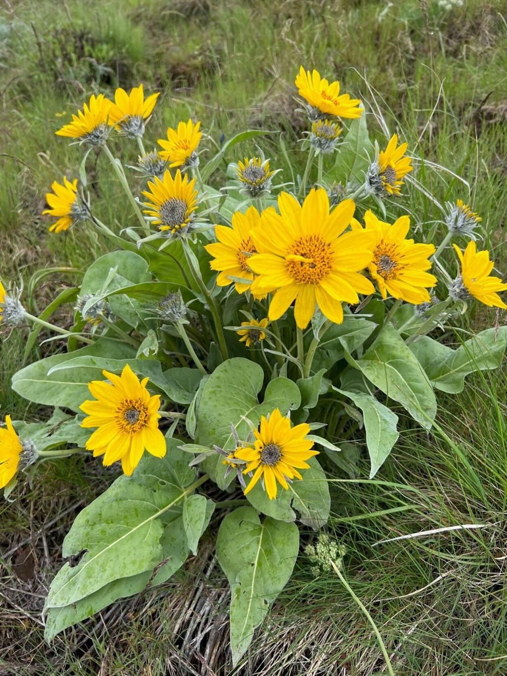 Native plant nurseries can help find the best wildflowers for your ...