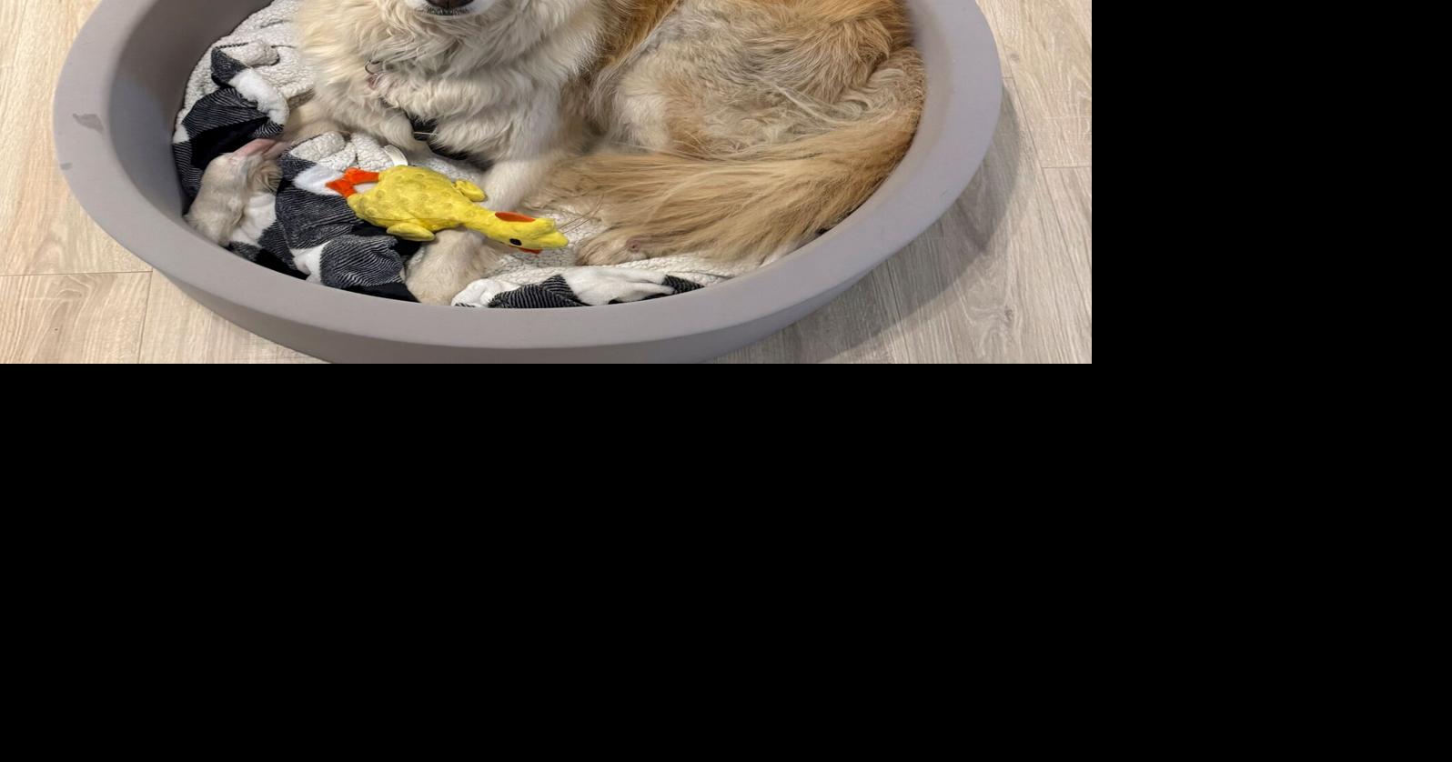 Rescuers use drone technology to find dog that escaped along New Jersey ...