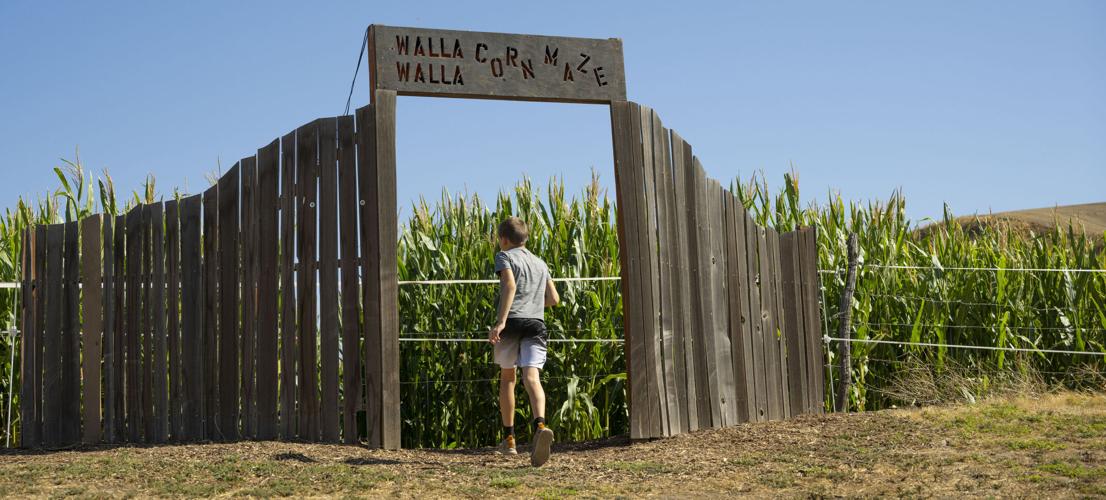 Corn maze revival: Filan family brings back Walla Walla fall tradition ...