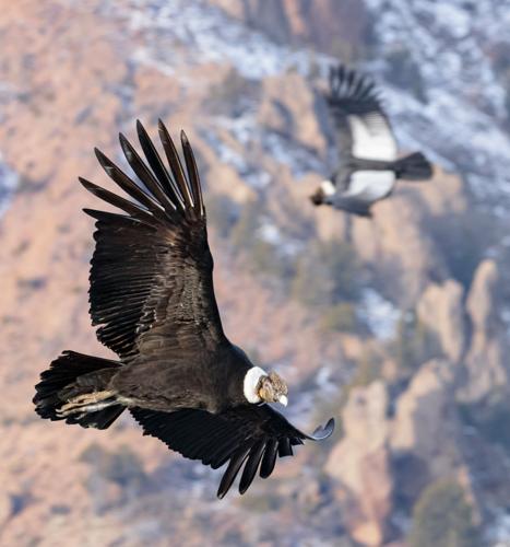 Andean Condor Flight | Photos Video | union-bulletin.com
