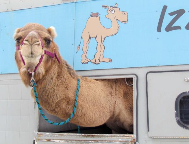 Region bids farewell to charismatic Izzy The Camel, who died at 18 ...