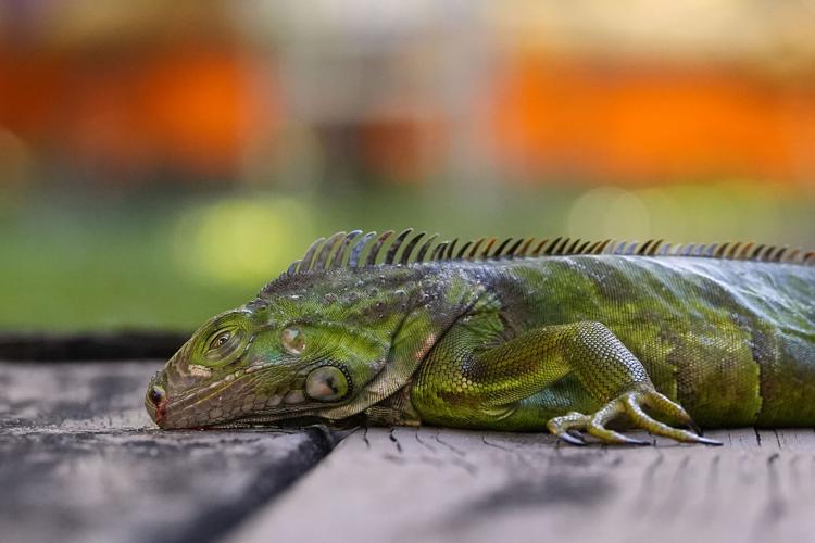 More frigid temperatures expected in much of US after a weekend of ...