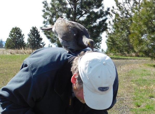 Attack of the angry male dusky grouse | Local Columnists | union ...