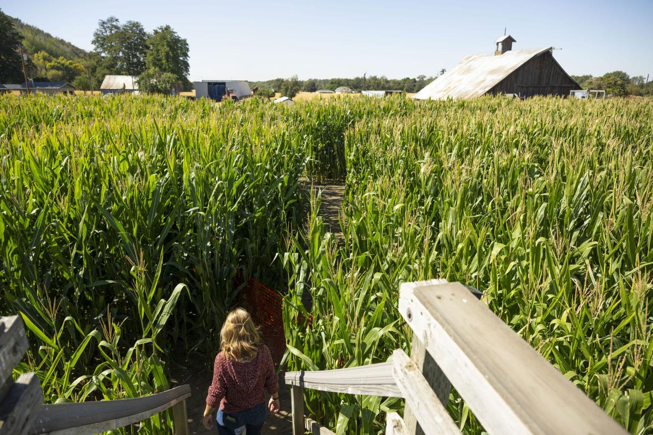 Corn maze revival: Filan family brings back Walla Walla fall tradition ...