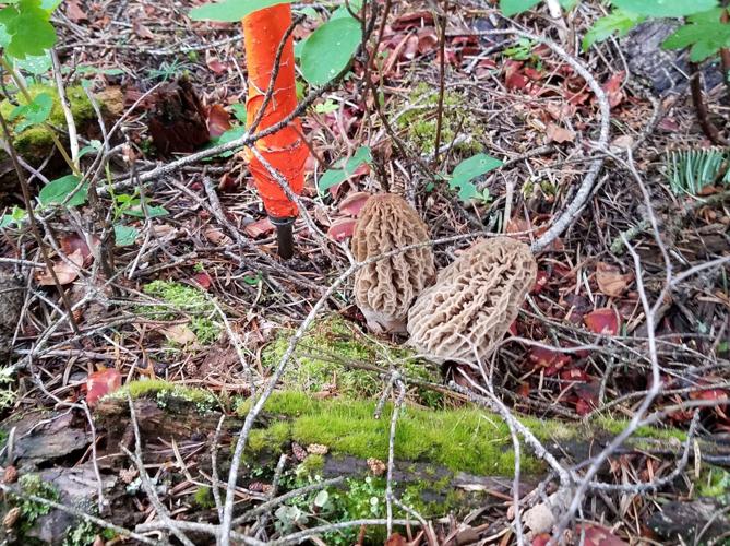 Blue Mountains' fungi foray begins with vital guidelines to remember ...