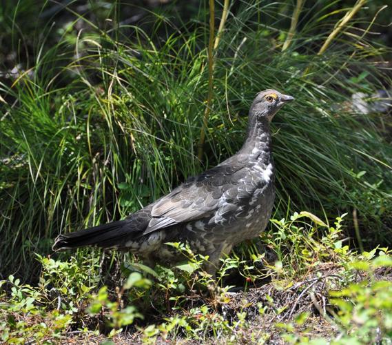 Washington sets back forest grouse hunting by two weeks to protect hens ...