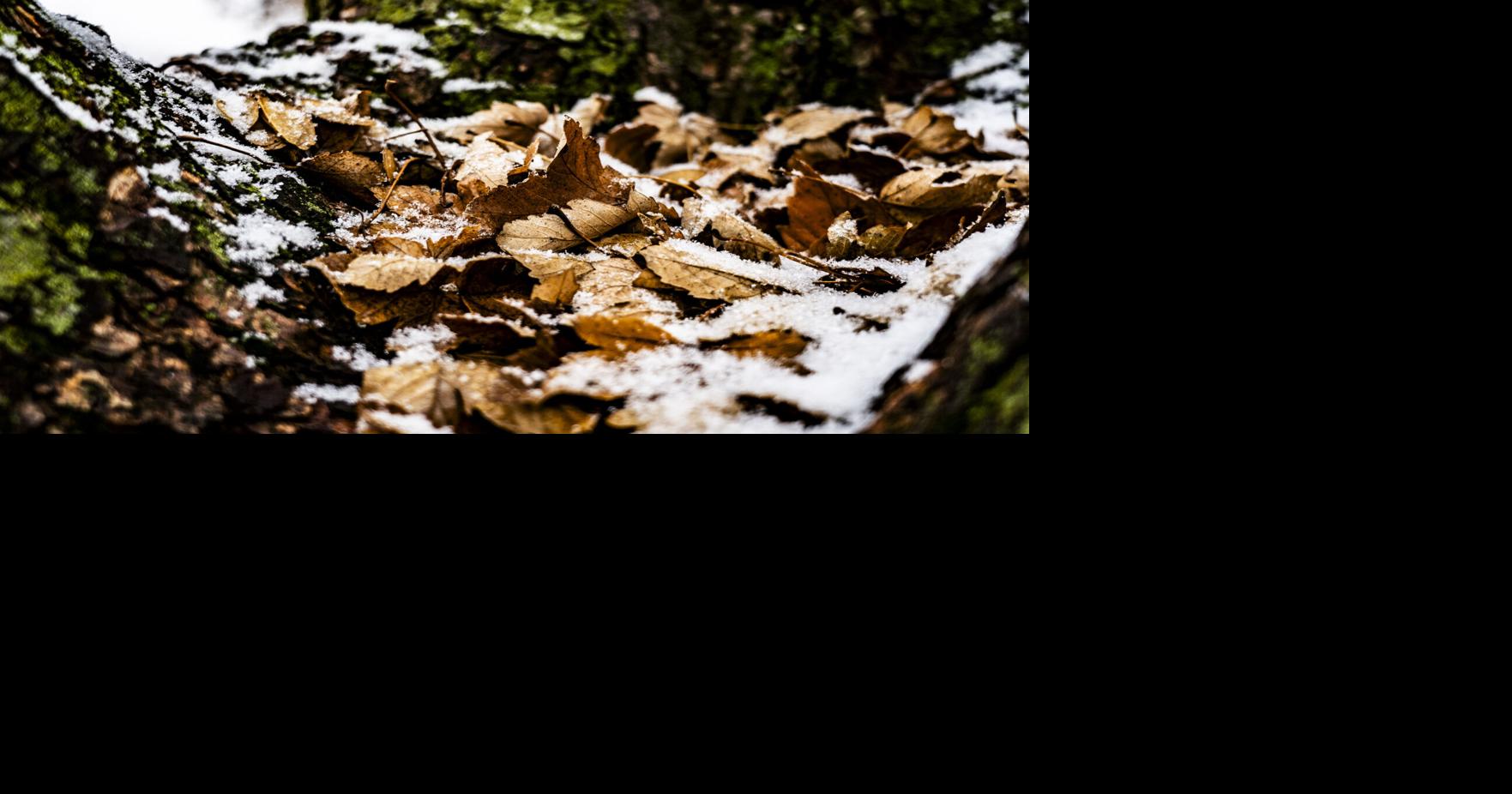 No snow in the forecast this week; a white Christmas unlikely | Weather ...
