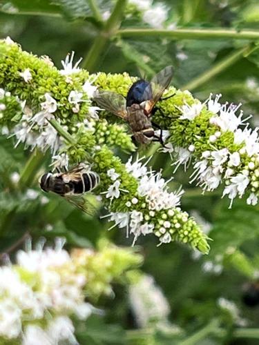 Tips for layering color, texture and plant size in the garden | | union ...