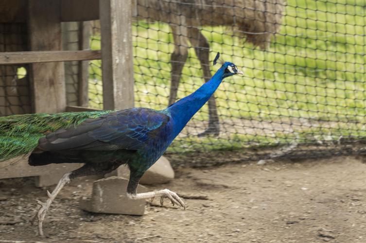 Prescott farm home to wide variety of animals and birds | Lifestyles ...