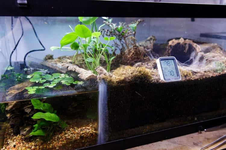 So you want to raise tarantulas? Walla Wallan Dave Toth talks spidey ...