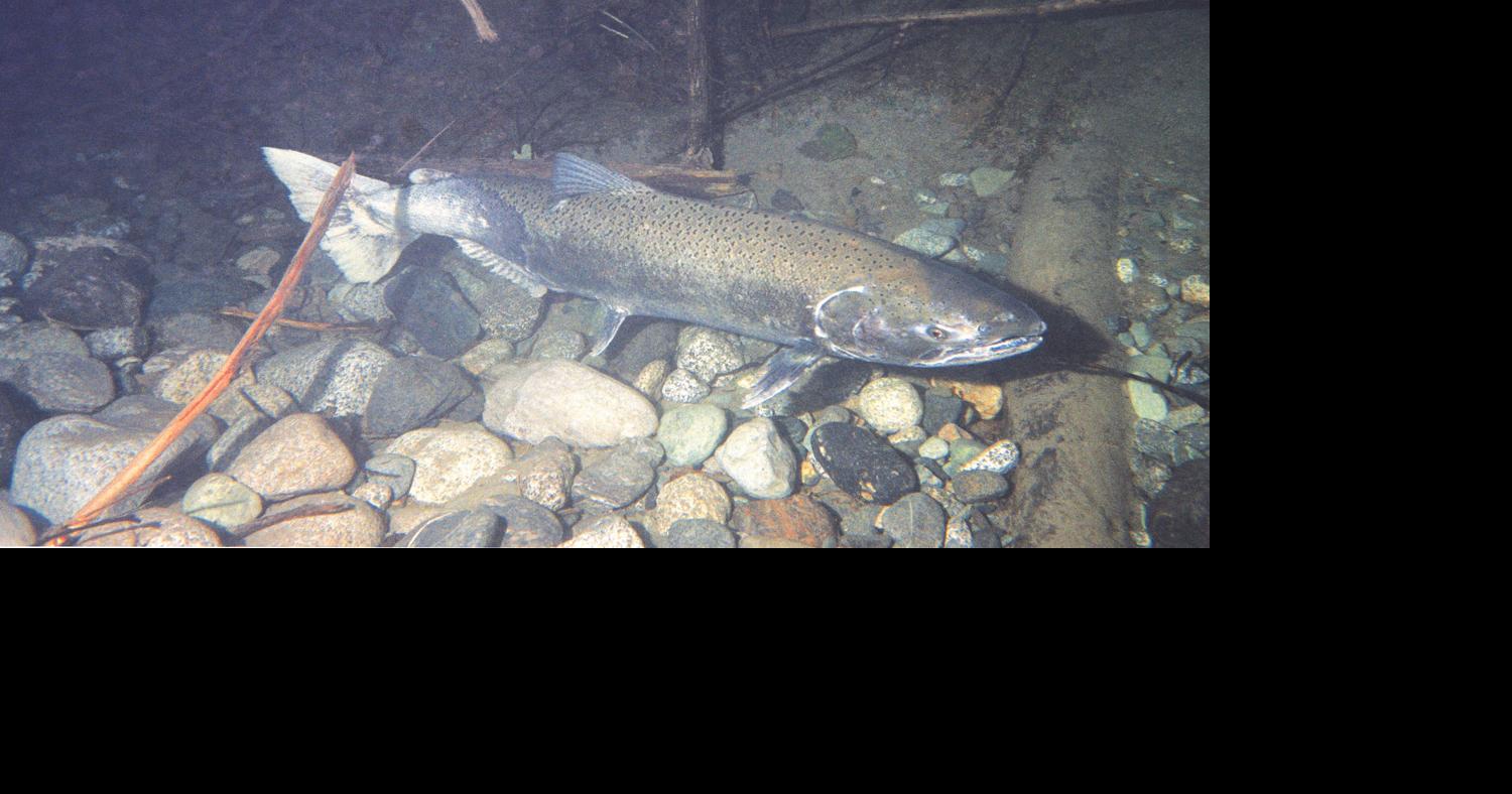 Everything you wanted to know about local salmon | Local Columnists ...