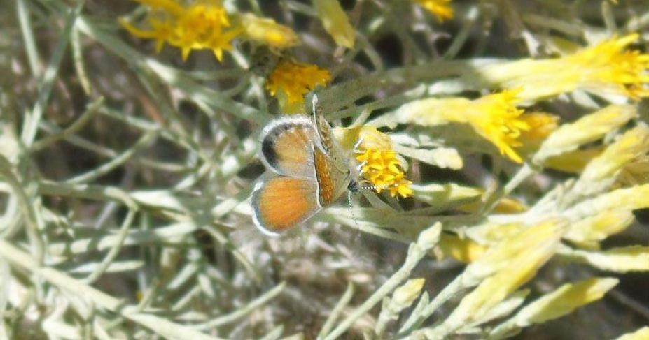 The Western Pygmy Blue: A butterfly never seen before in Walla Walla ...