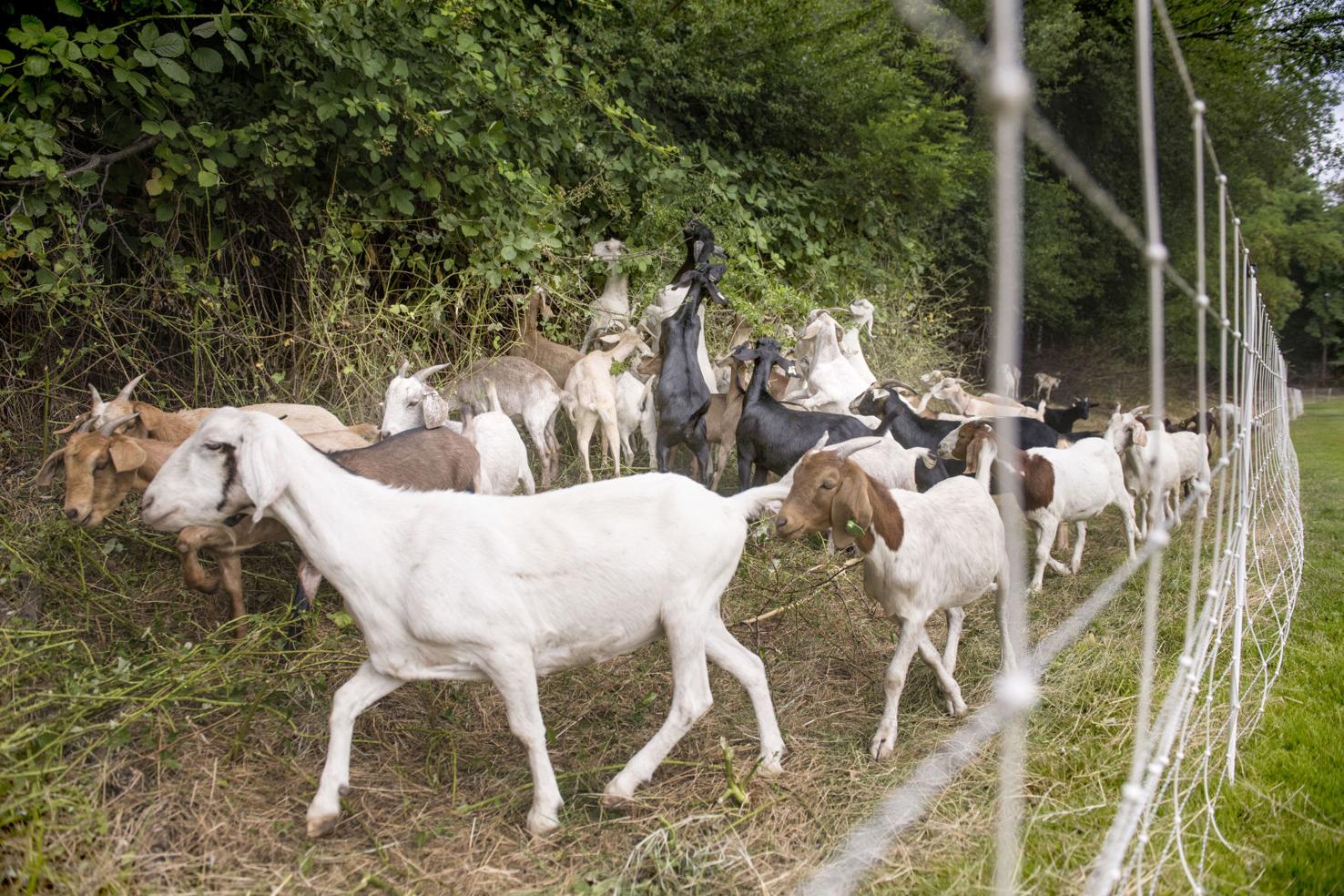 The herd is the word: Goats returning to Walla Walla's Mill Creek ...