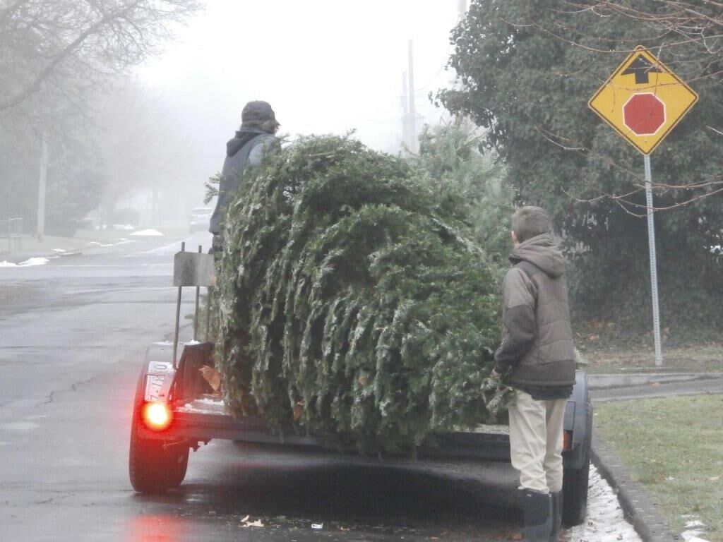 Annual scouts' Christmas tree pick up fundraiser set Jan. 10-11 | Local ...