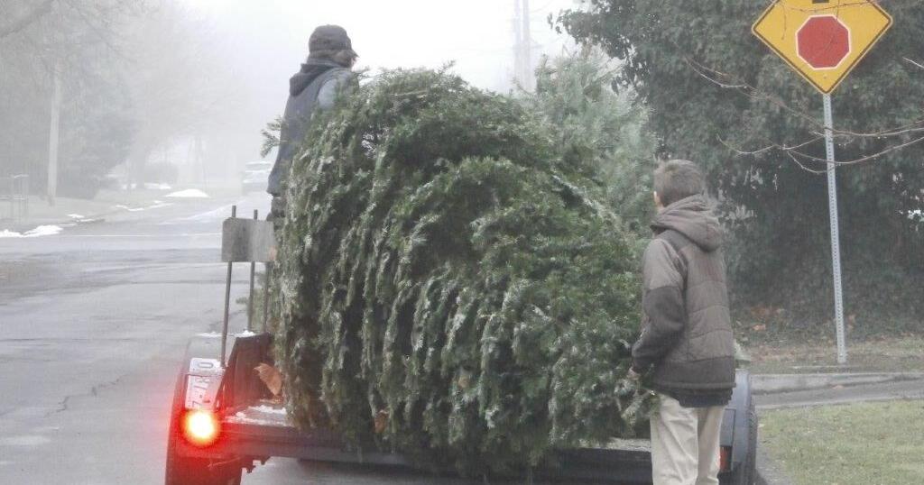Annual scouts' Christmas tree pick up fundraiser set Jan. 10-11 | Local ...