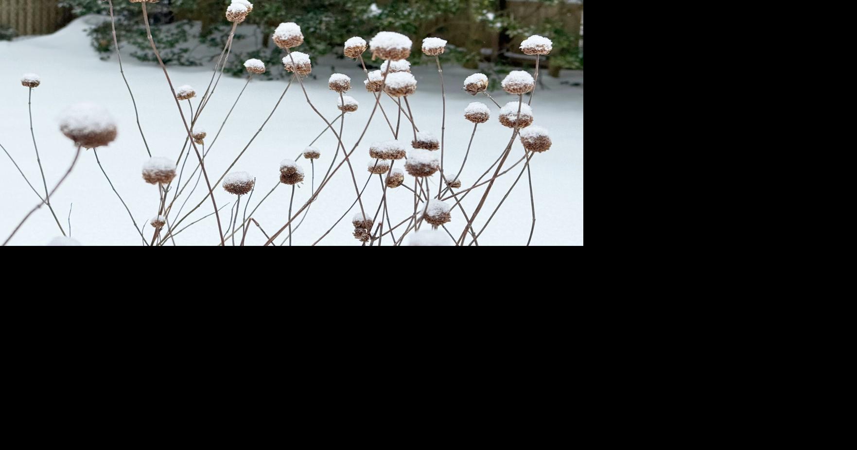 Snow protects your garden beds like winter mulch. Trees might need some ...